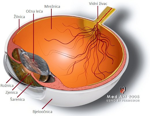 Anatomija oka, dijelovi oka | Optometrija.net