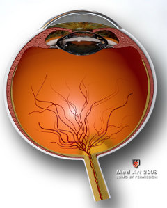 Anatomija oka, dijelovi oka | Optometrija.net