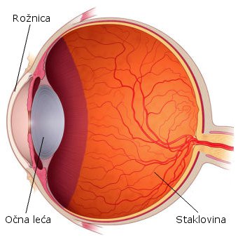 Prezentacija: Pogled u unutrašnjost oka | Optometrija.net