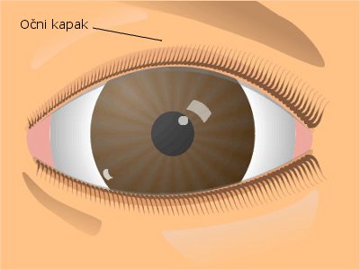 Unutrašnjost oka - Pregled osnovnih dijelova oka | Optometrija.net
